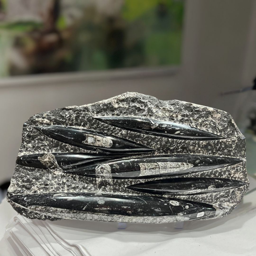 Ortoceratit fossil i slipad kalksten – Kristallrummet